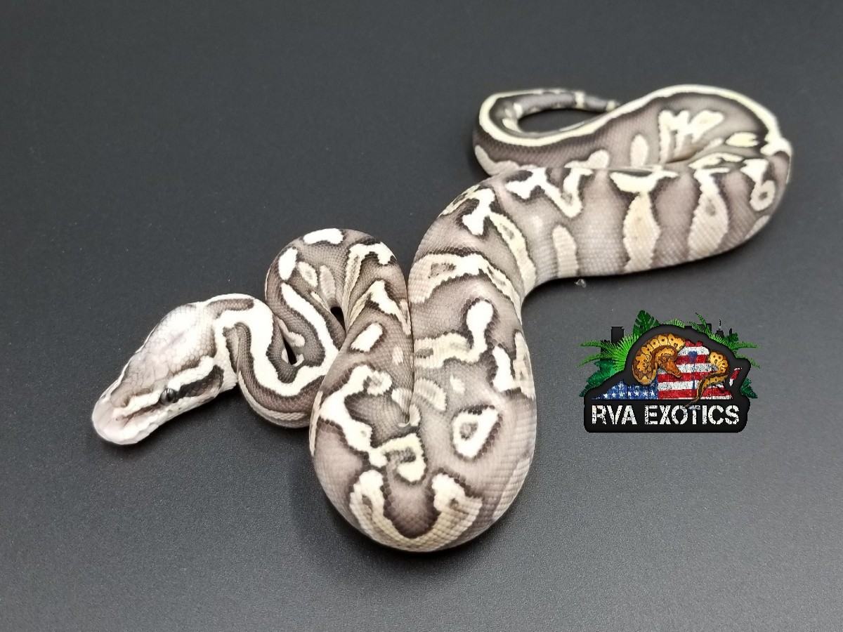Morph List - World of Ball Pythons Morph List - World of Ball Pythons