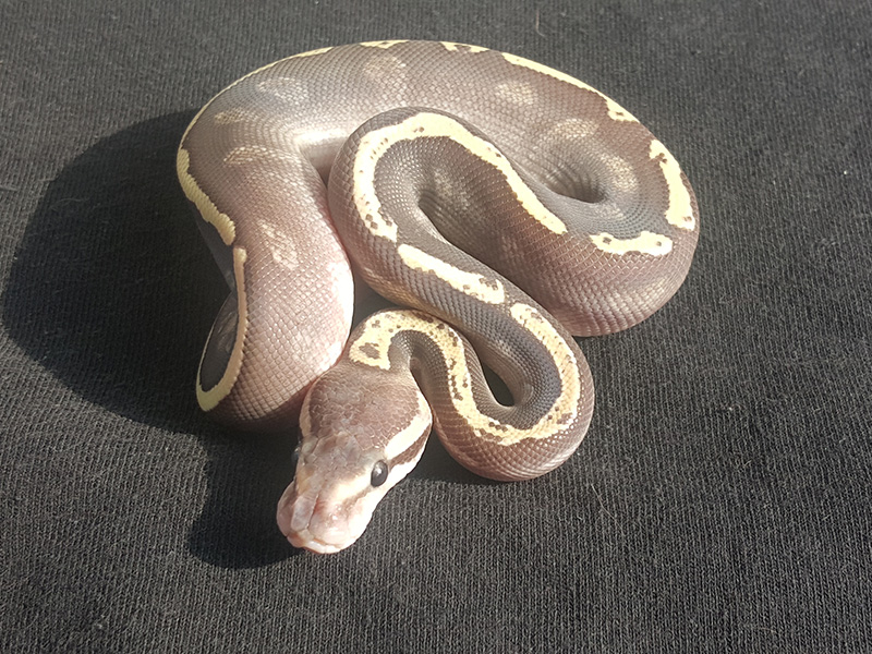 Morph List - World of Ball Pythons
