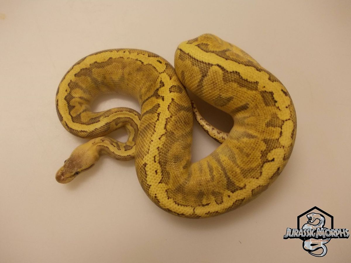 Ghi Pastel Phantom Pinstripe - Morph List - World of Ball Pythons