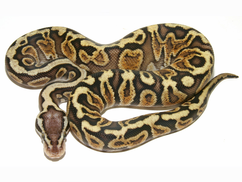 Morph List - World of Ball Pythons