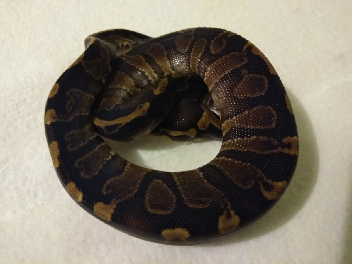 Morph List - World of Ball Pythons