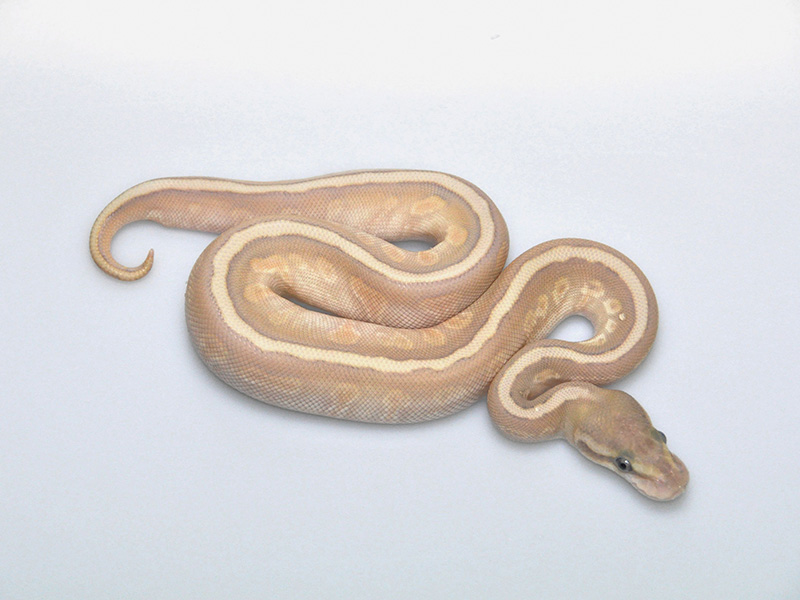 Morph List - World of Ball Pythons