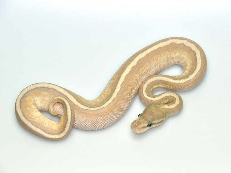 Ghost Granite Hidden Gene Woma Lesser Morph List World Of Ball Pythons