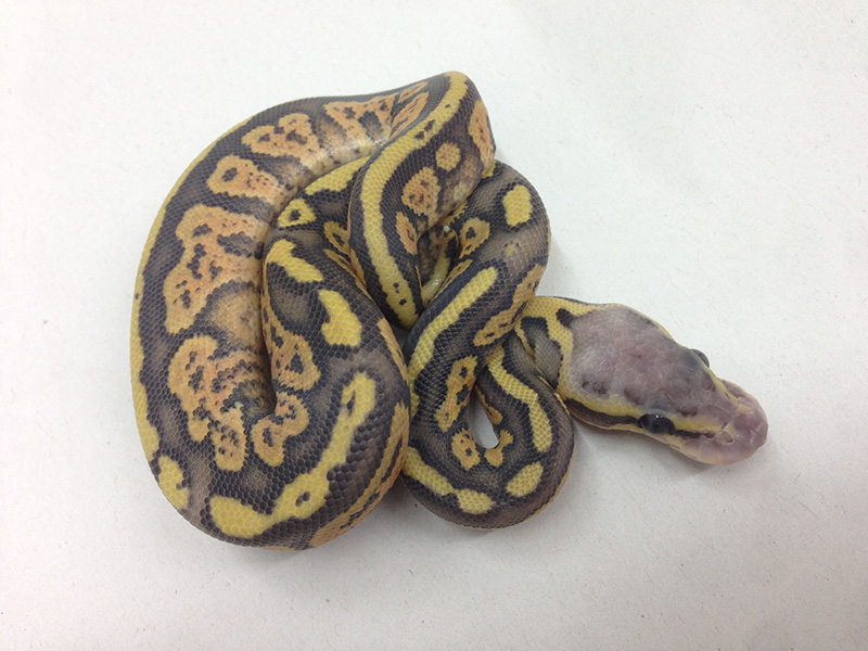 Morph List - World of Ball Pythons