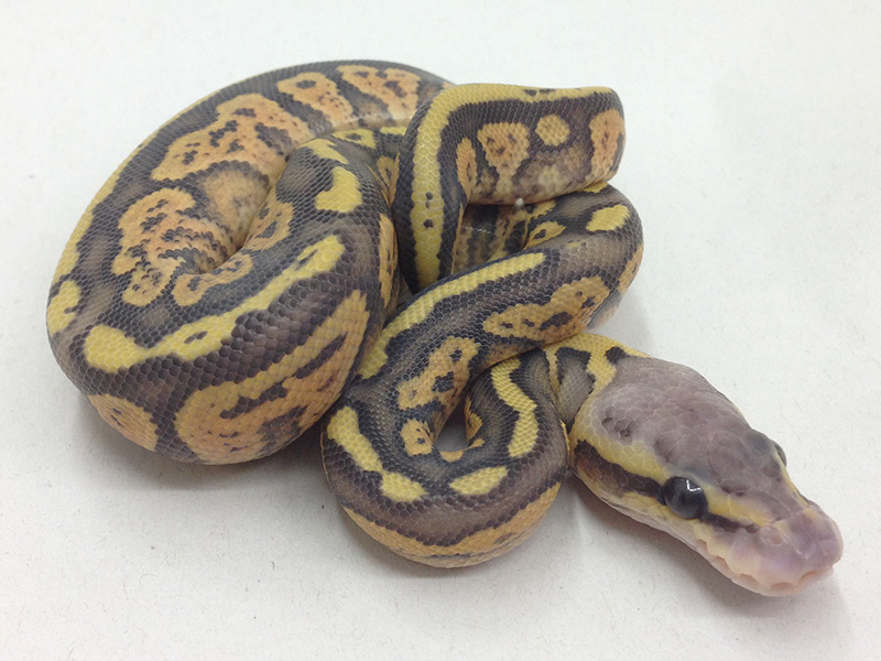 Morph List - World of Ball Pythons