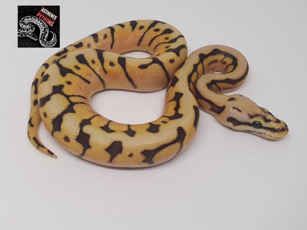 Morph List - World of Ball Pythons