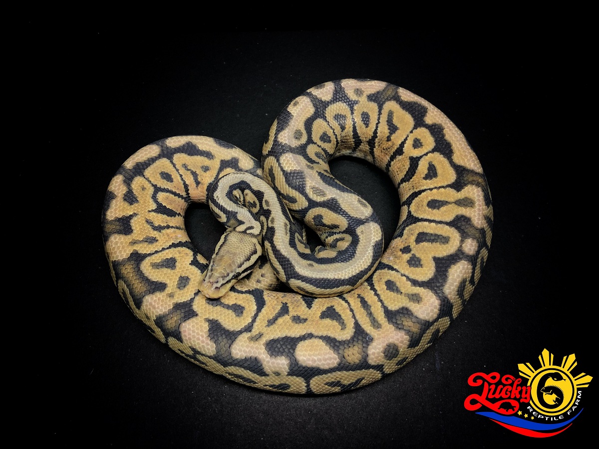 Morph List - World of Ball Pythons