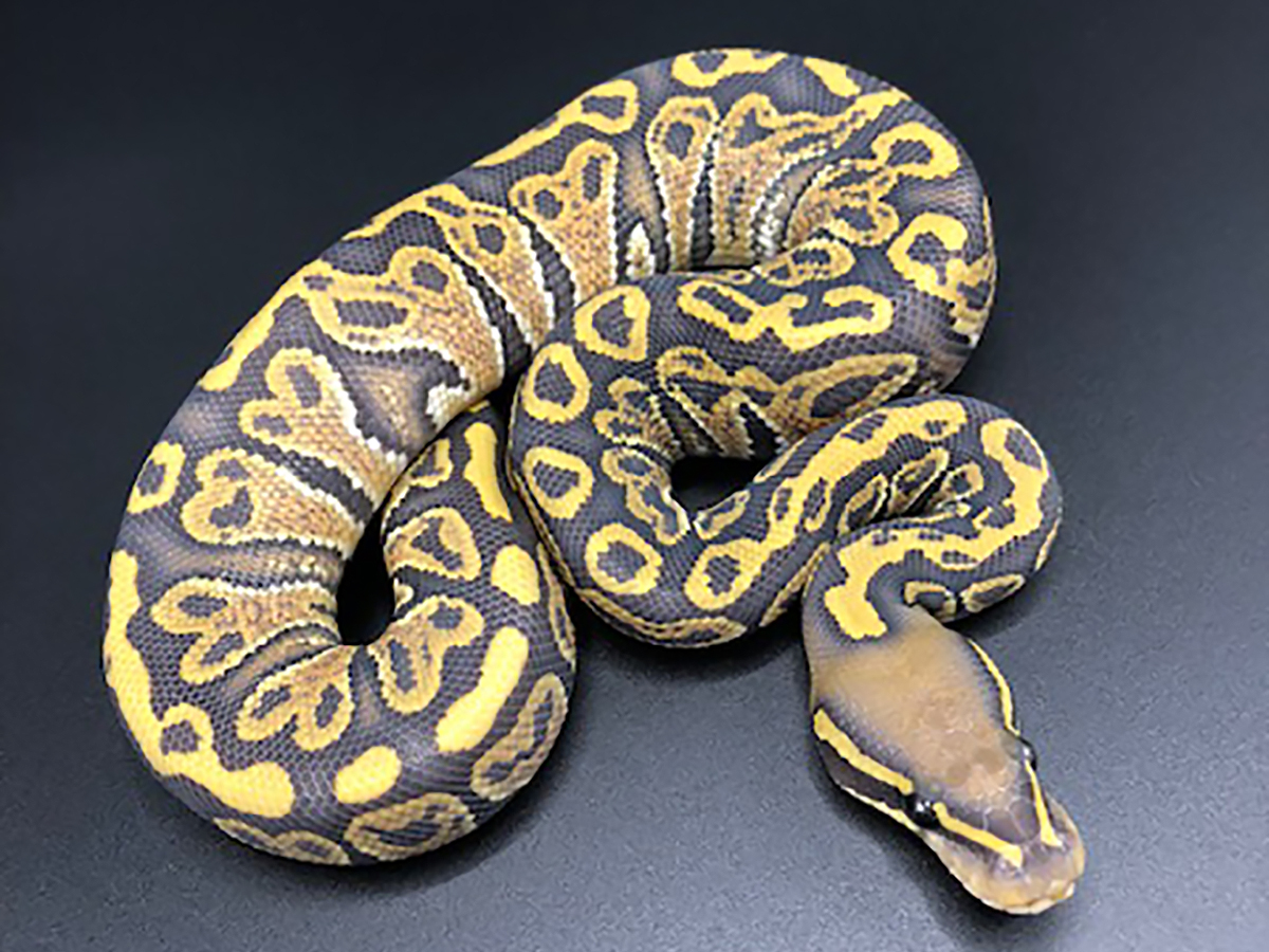 Morph List - World of Ball Pythons