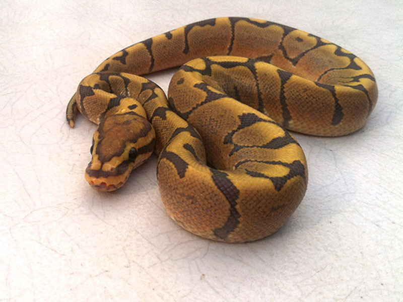 Morph List - World of Ball Pythons