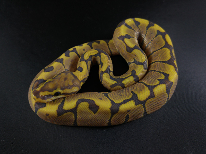 Morph List - World of Ball Pythons