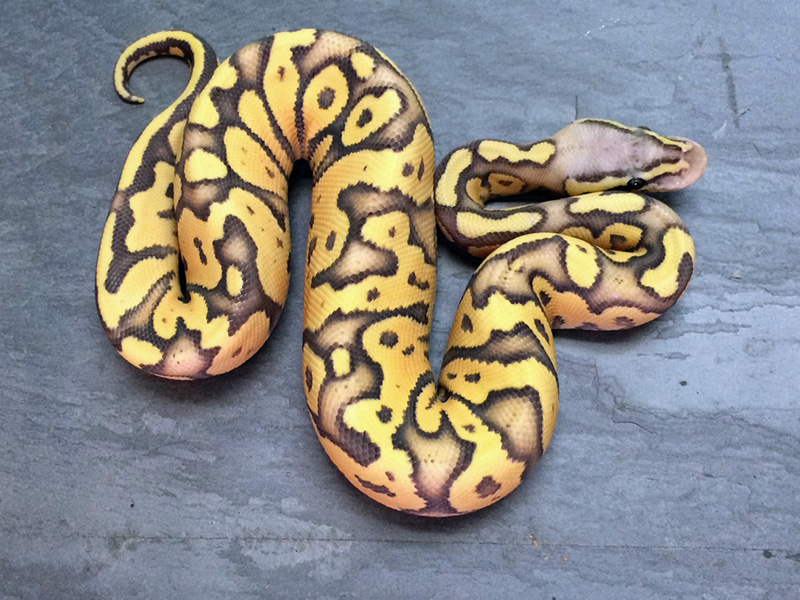 Morph List - World of Ball Pythons