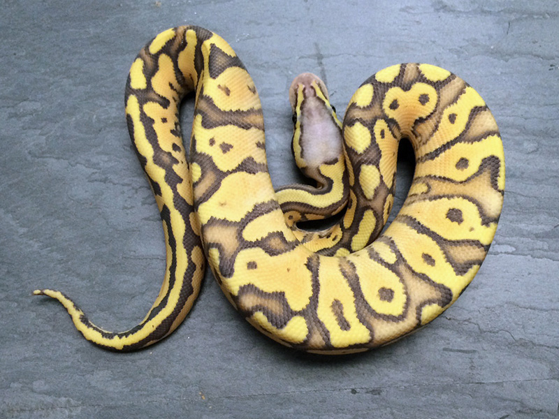 Morph List - World of Ball Pythons