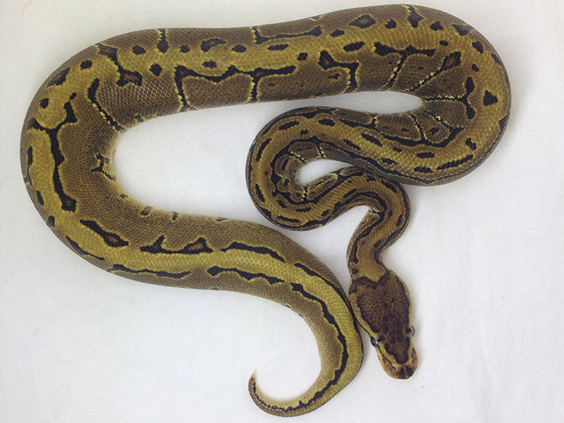 Goblin Pinstripe - Morph List - World of Ball Pythons