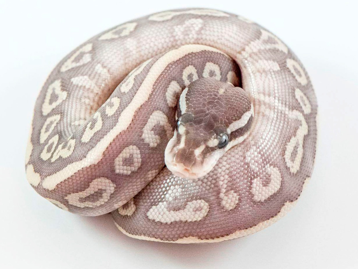 Goblin Spotnose Super Phantom - Morph List - World of Ball Pythons