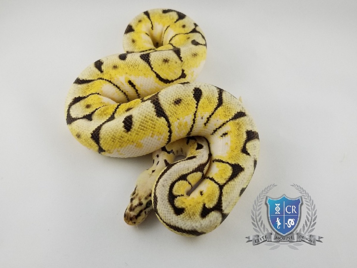 Morph List - World of Ball Pythons