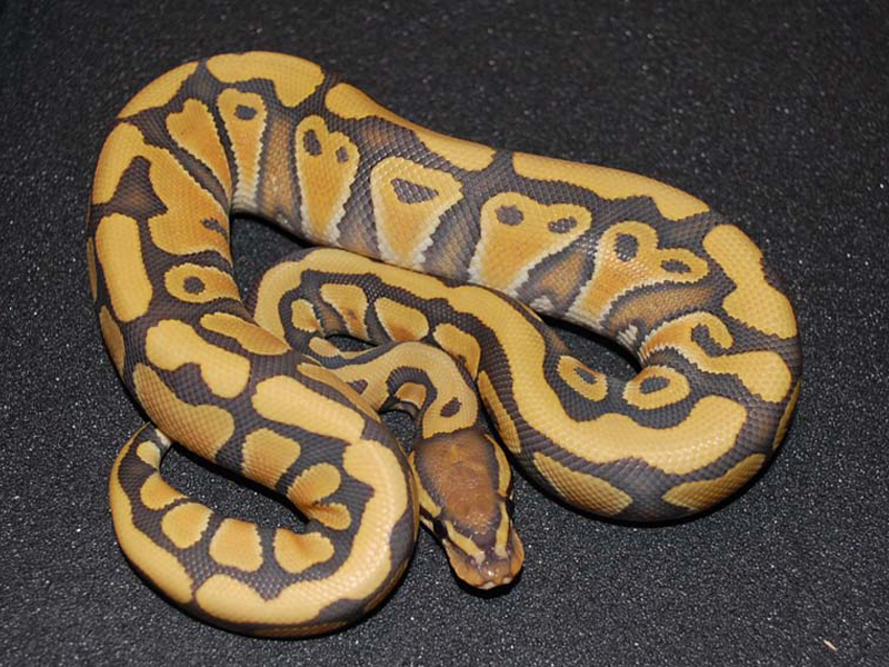 Morph List - World of Ball Pythons