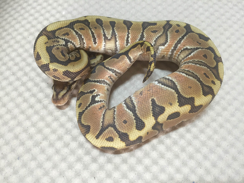 Granite Hidden Gene Woma Orange Ghost - Morph List - World of Ball Pythons