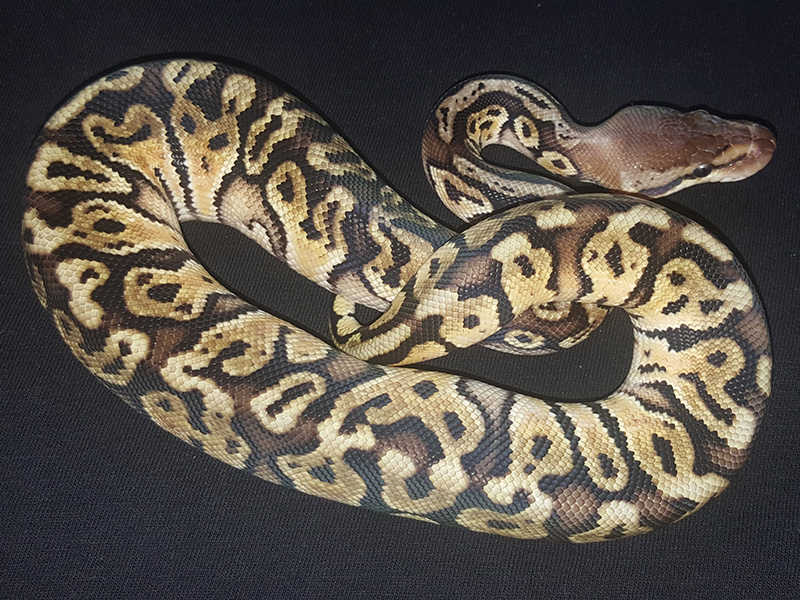 Morph List - World of Ball Pythons