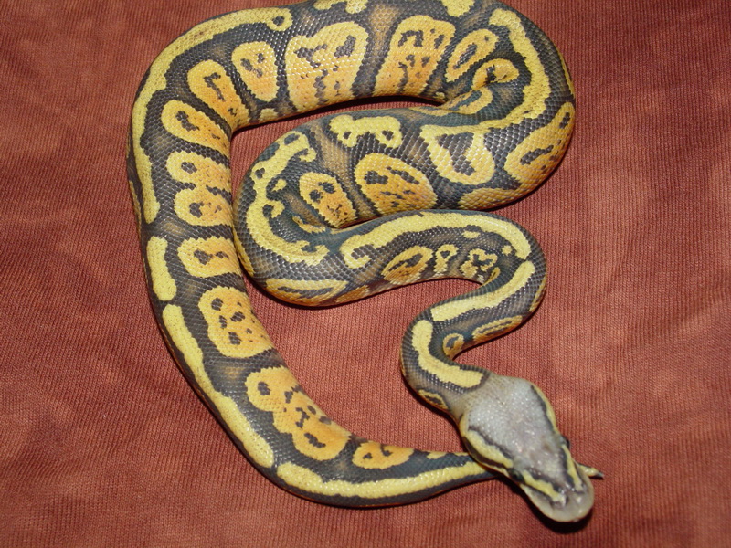 Morph List - World of Ball Pythons