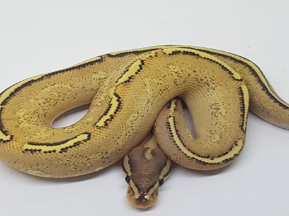 Morph List - World of Ball Pythons