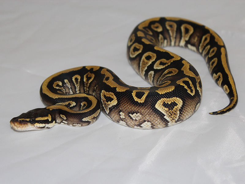 Morph List - World of Ball Pythons