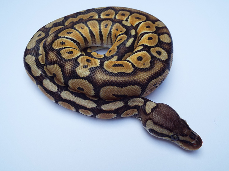 Morph List - World of Ball Pythons