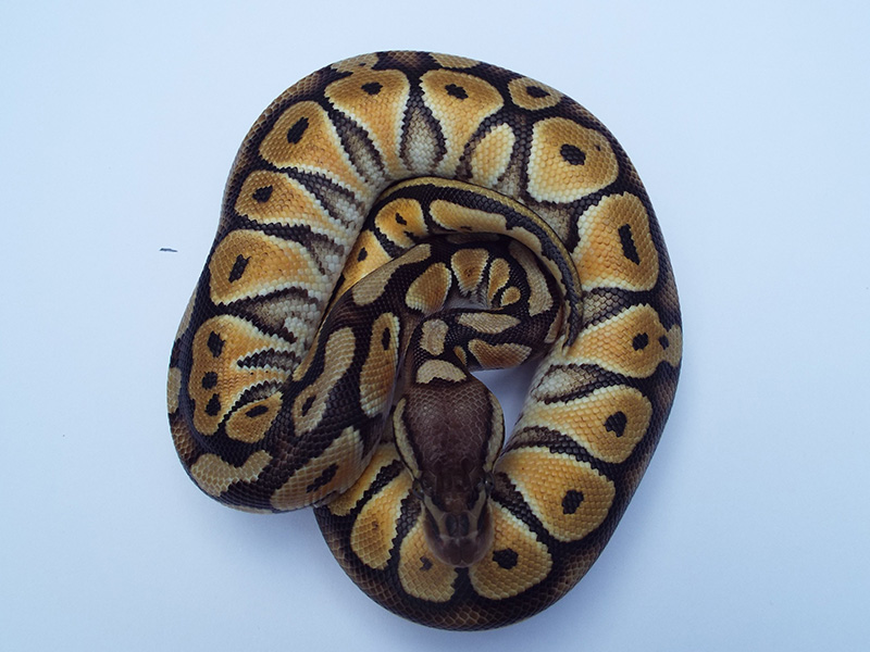 Morph List - World of Ball Pythons