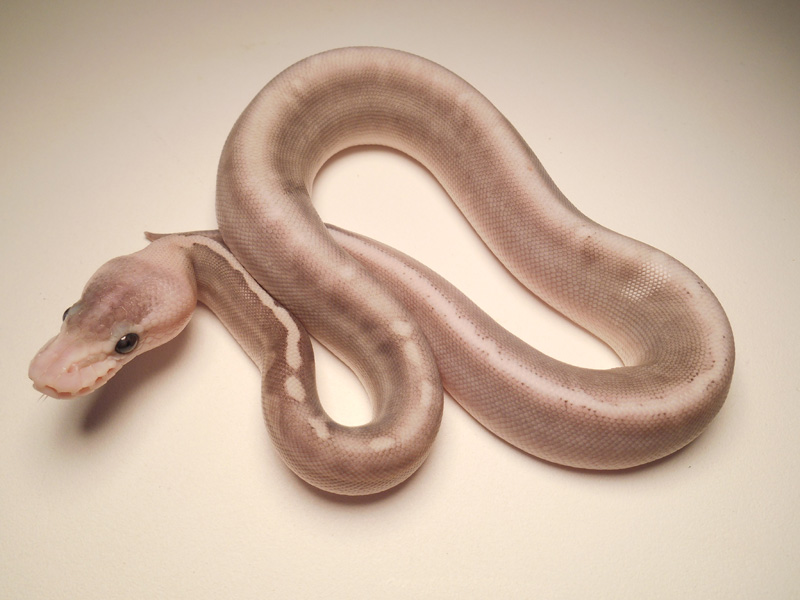 Morph List - World of Ball Pythons