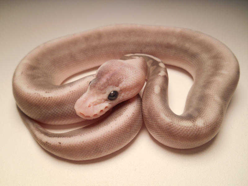 Morph List - World of Ball Pythons