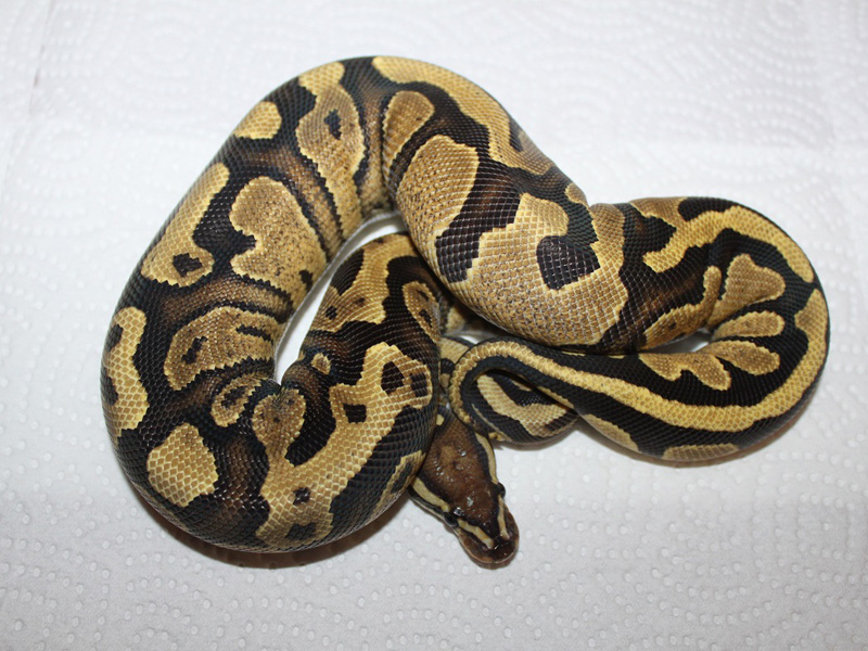 Harlequin Fire - Morph List - World of Ball Pythons
