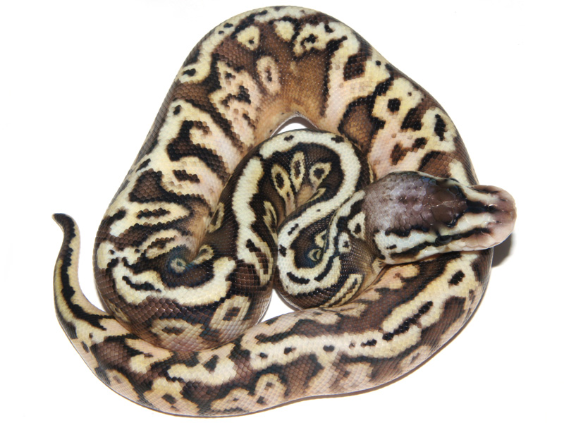 Harlequin Granite Hidden Gene Woma Pastel Yellow Belly - Morph List ...