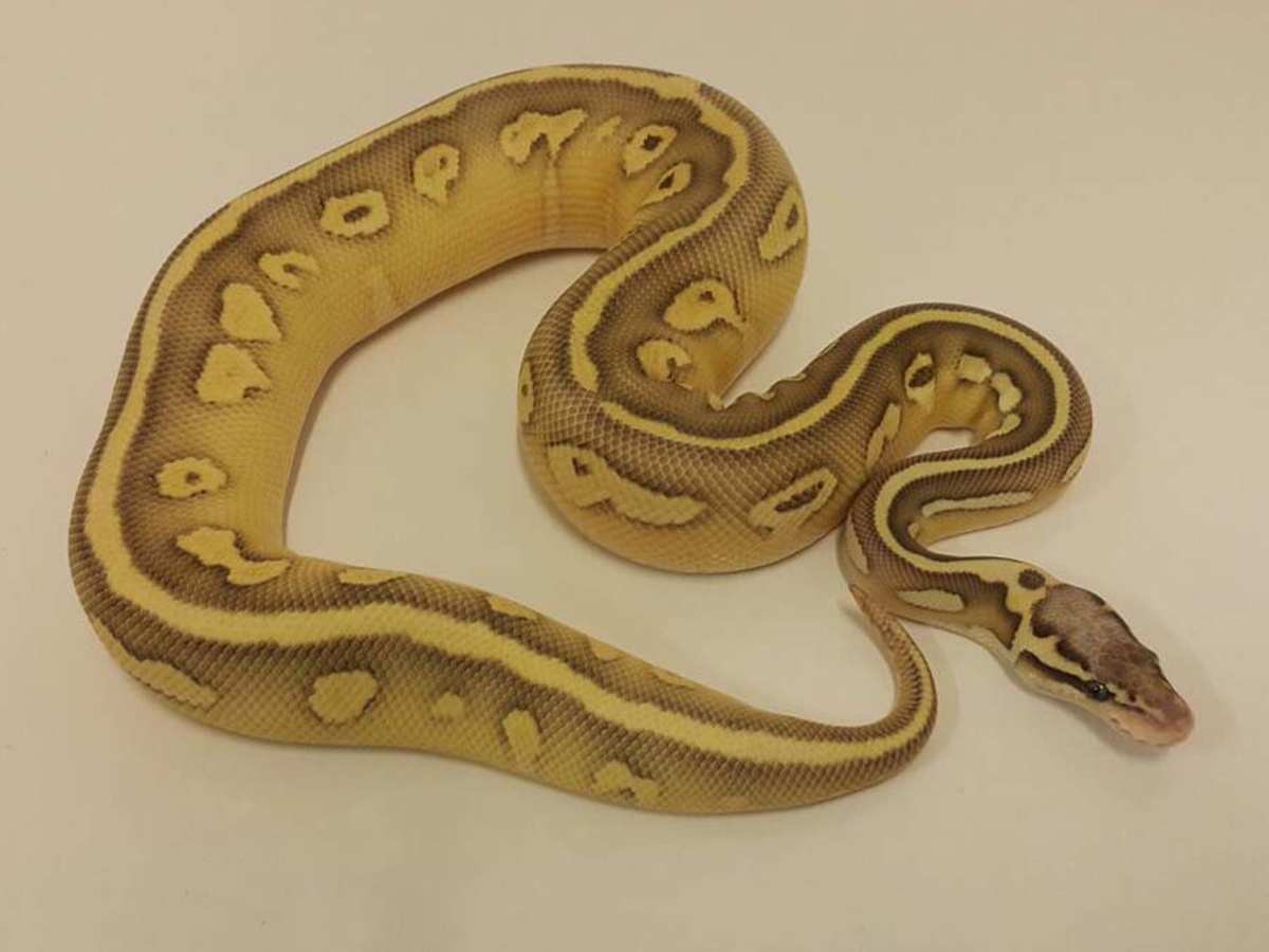 Morph List - World of Ball Pythons