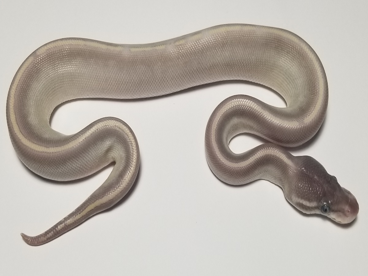 Morph List - World of Ball Pythons