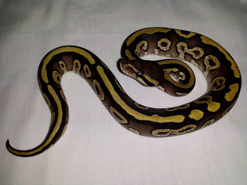 Morph List - World of Ball Pythons