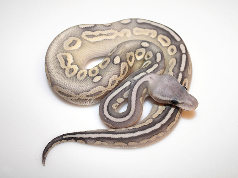 Morph List - World of Ball Pythons