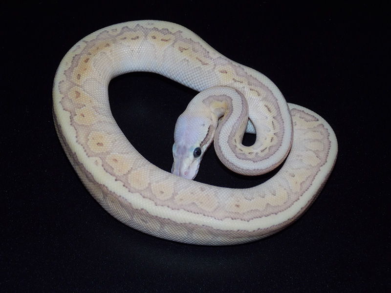 Morph List - World of Ball Pythons