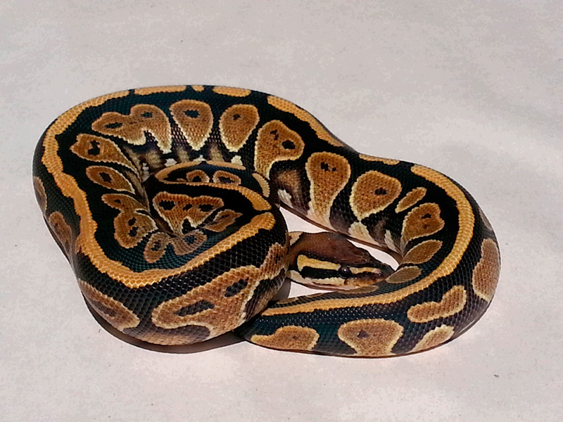 Het Red Axanthic Harlequin - Morph List - World of Ball Pythons