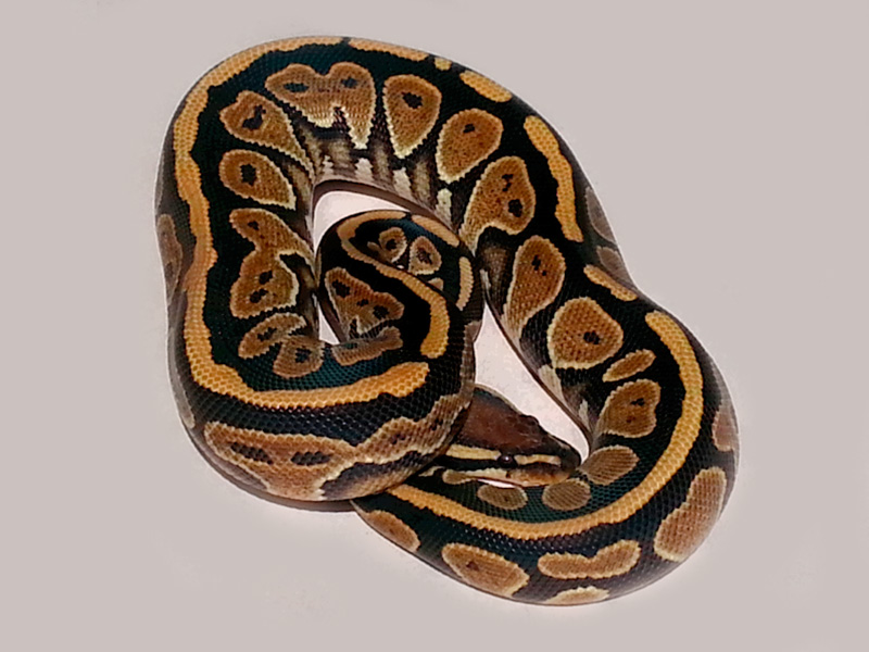 Morph List - World of Ball Pythons