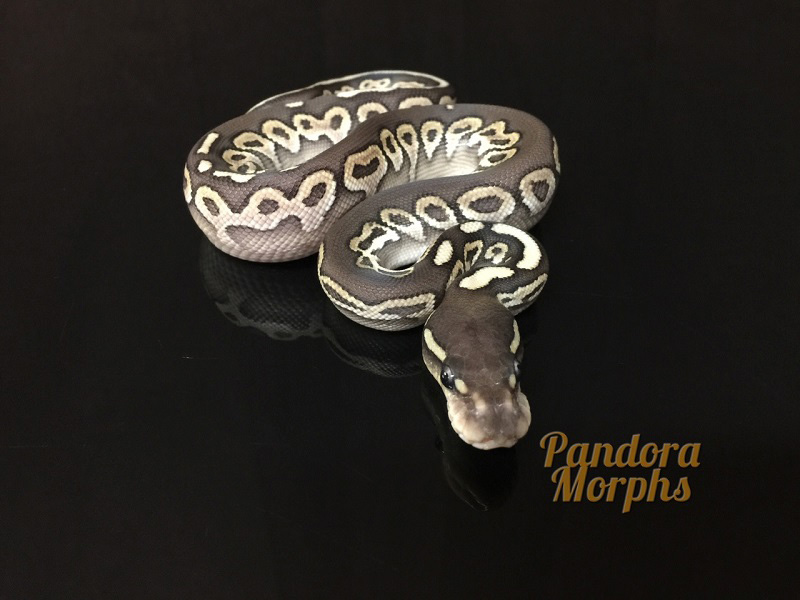 Morph List - World of Ball Pythons Morph List - World of Ball Pythons