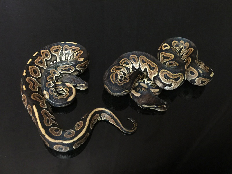 Morph List - World of Ball Pythons Morph List - World of Ball Pythons