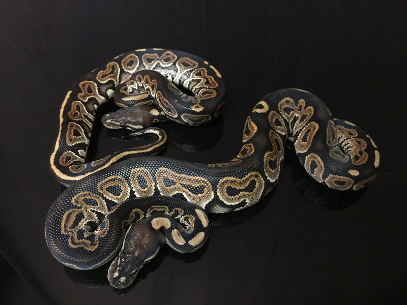 Morph List - World of Ball Pythons Morph List - World of Ball Pythons