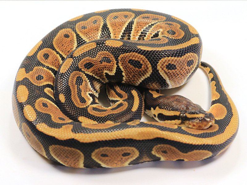 Morph List - World of Ball Pythons