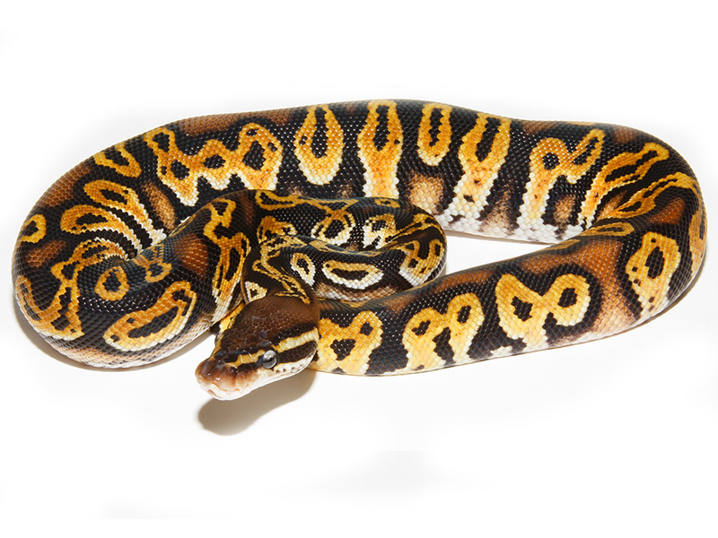 Morph List - World of Ball Pythons