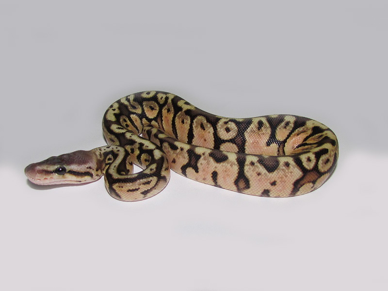 Morph List - World of Ball Pythons