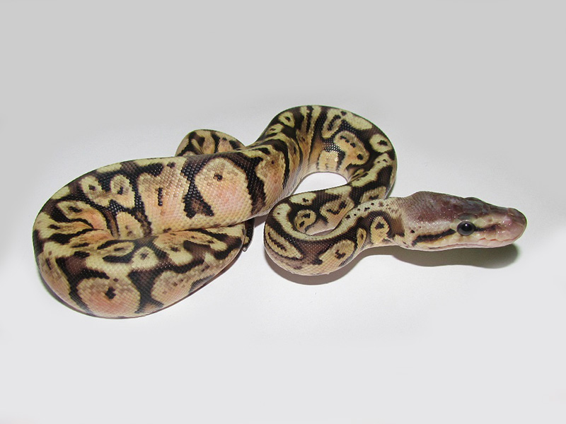 Morph List - World of Ball Pythons