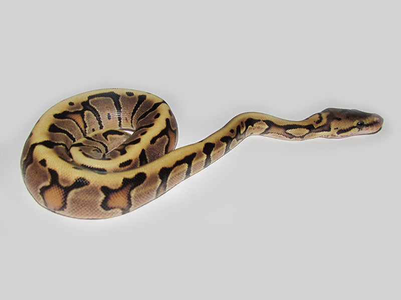 Morph List - World of Ball Pythons