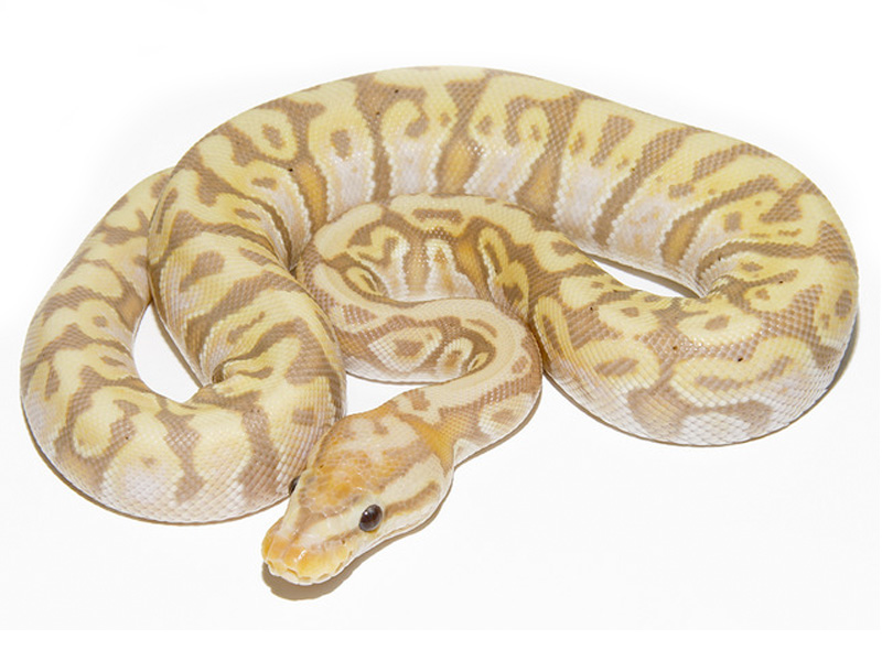 Morph List - World of Ball Pythons