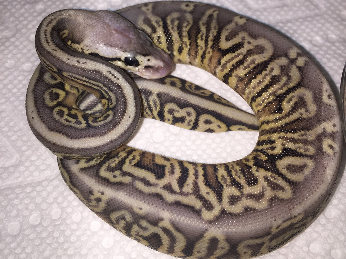 Morph List - World of Ball Pythons