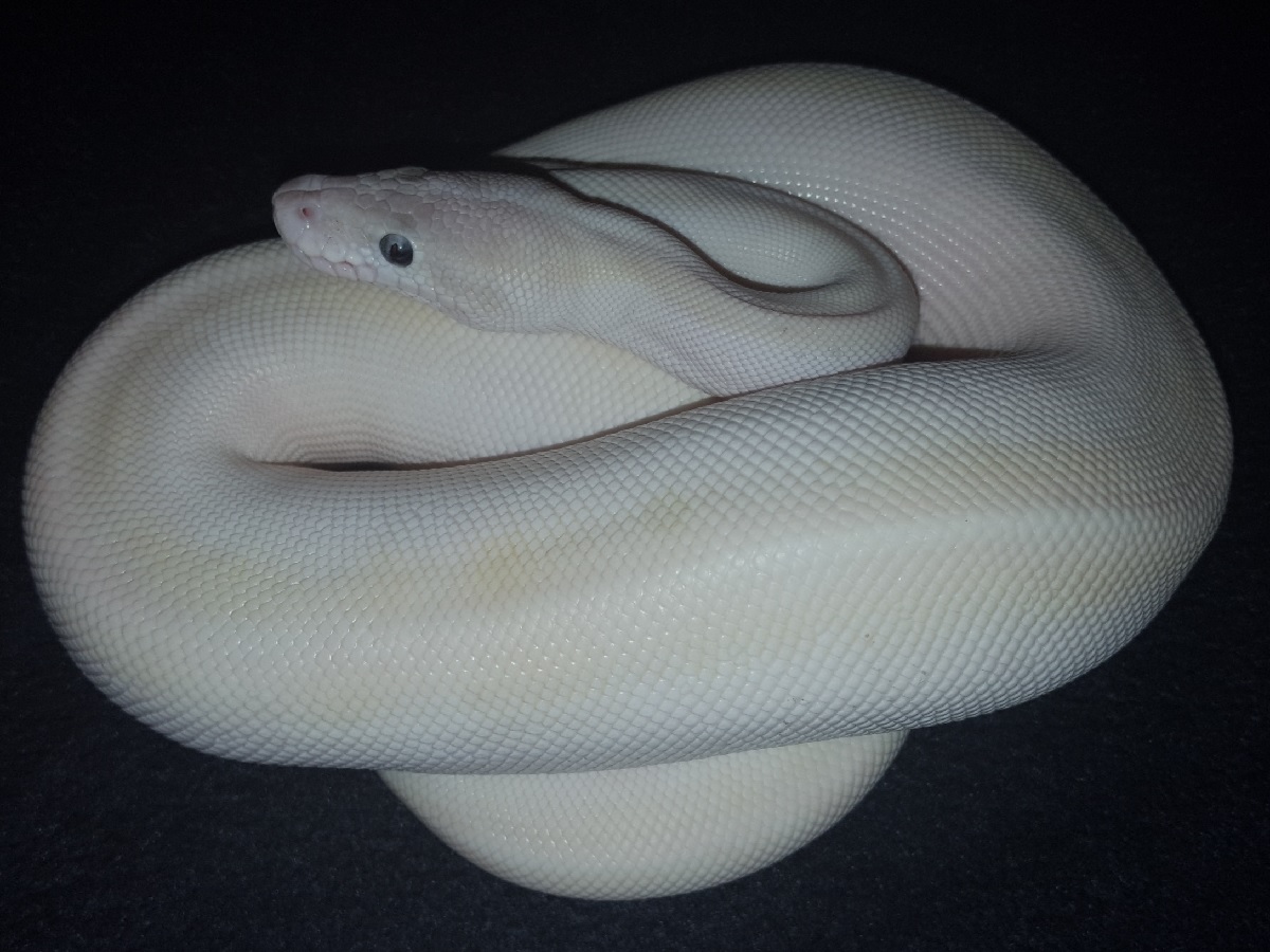 Morph List - World of Ball Pythons