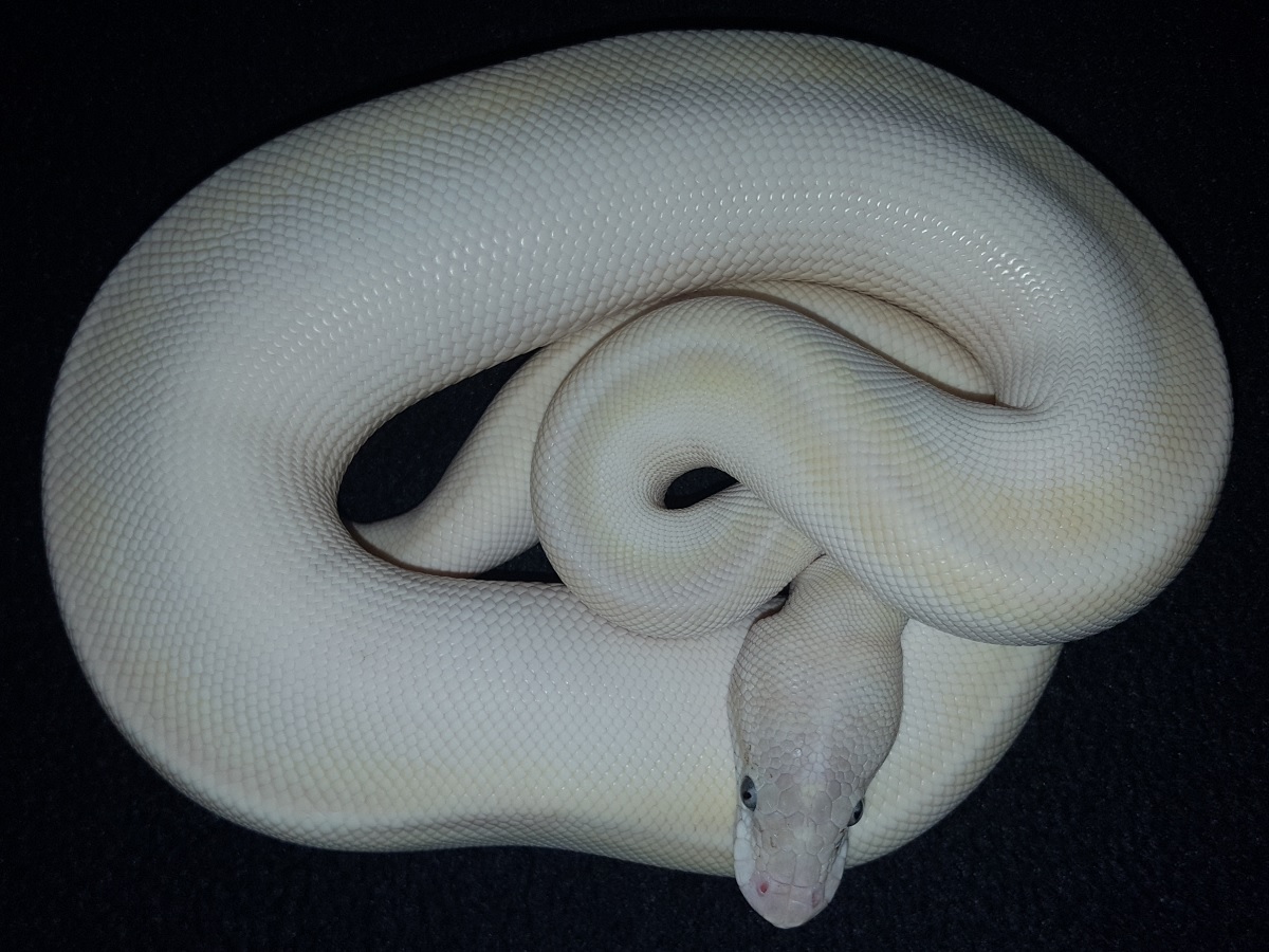 Morph List - World of Ball Pythons